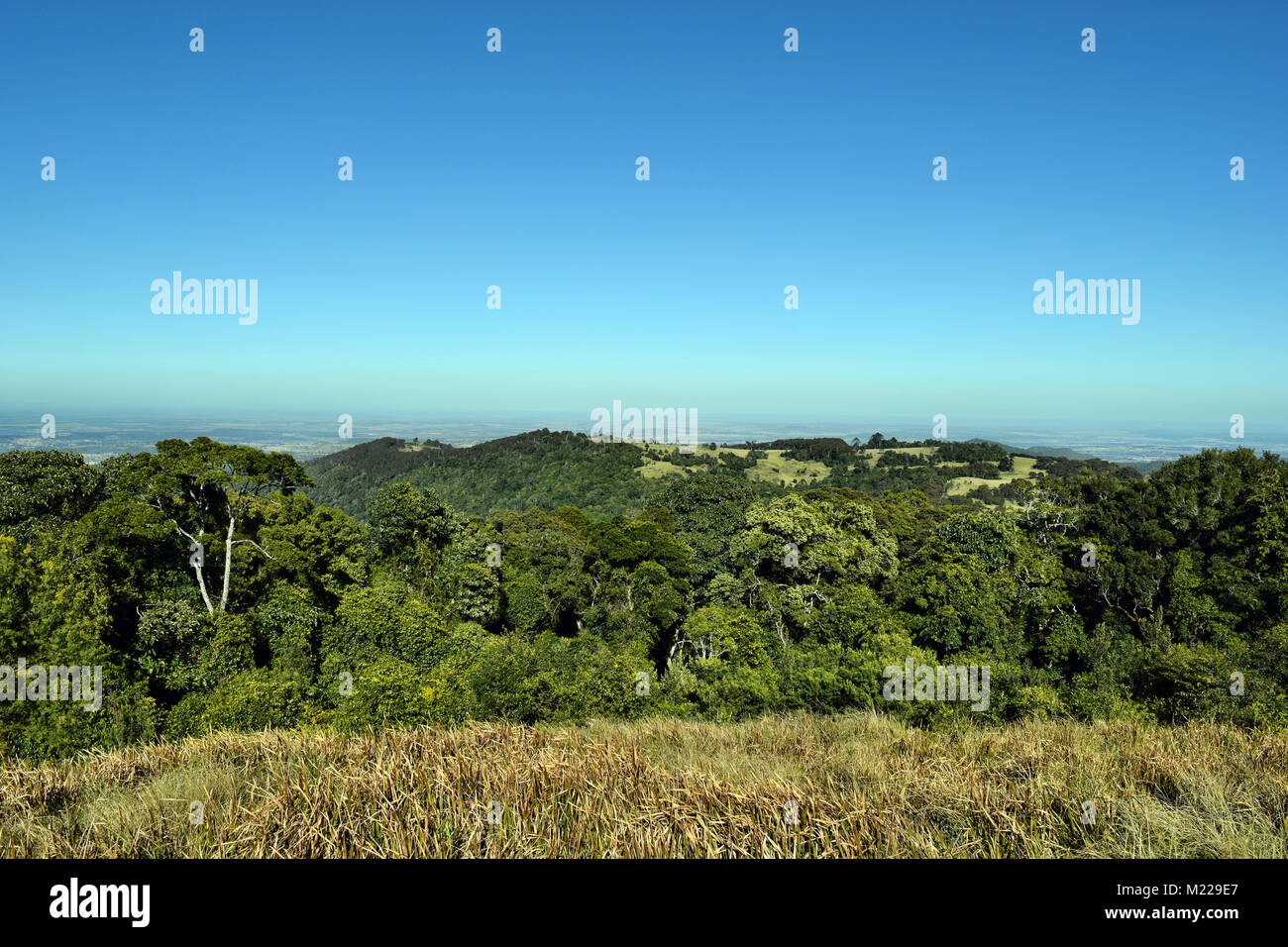 Forest in Bunya National Park, Queensland, Australia Stock Photo - Alamy