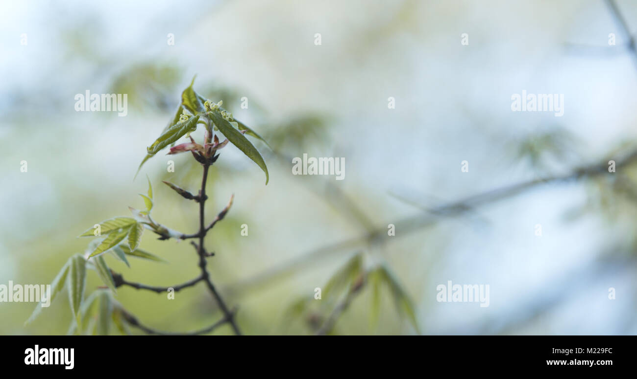 first leaves on acer triflorum maple tree Stock Photo - Alamy
