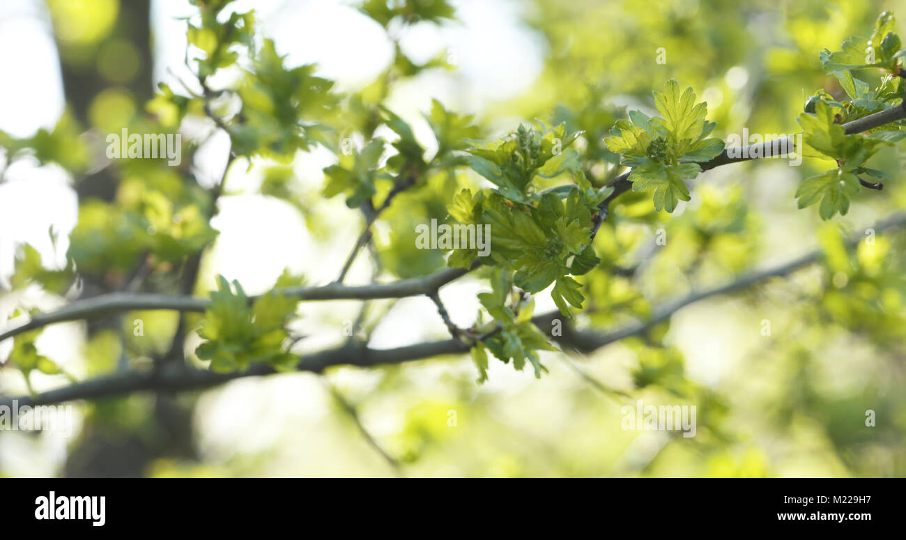 spring hawthorn leaves in the morning Stock Photo - Alamy