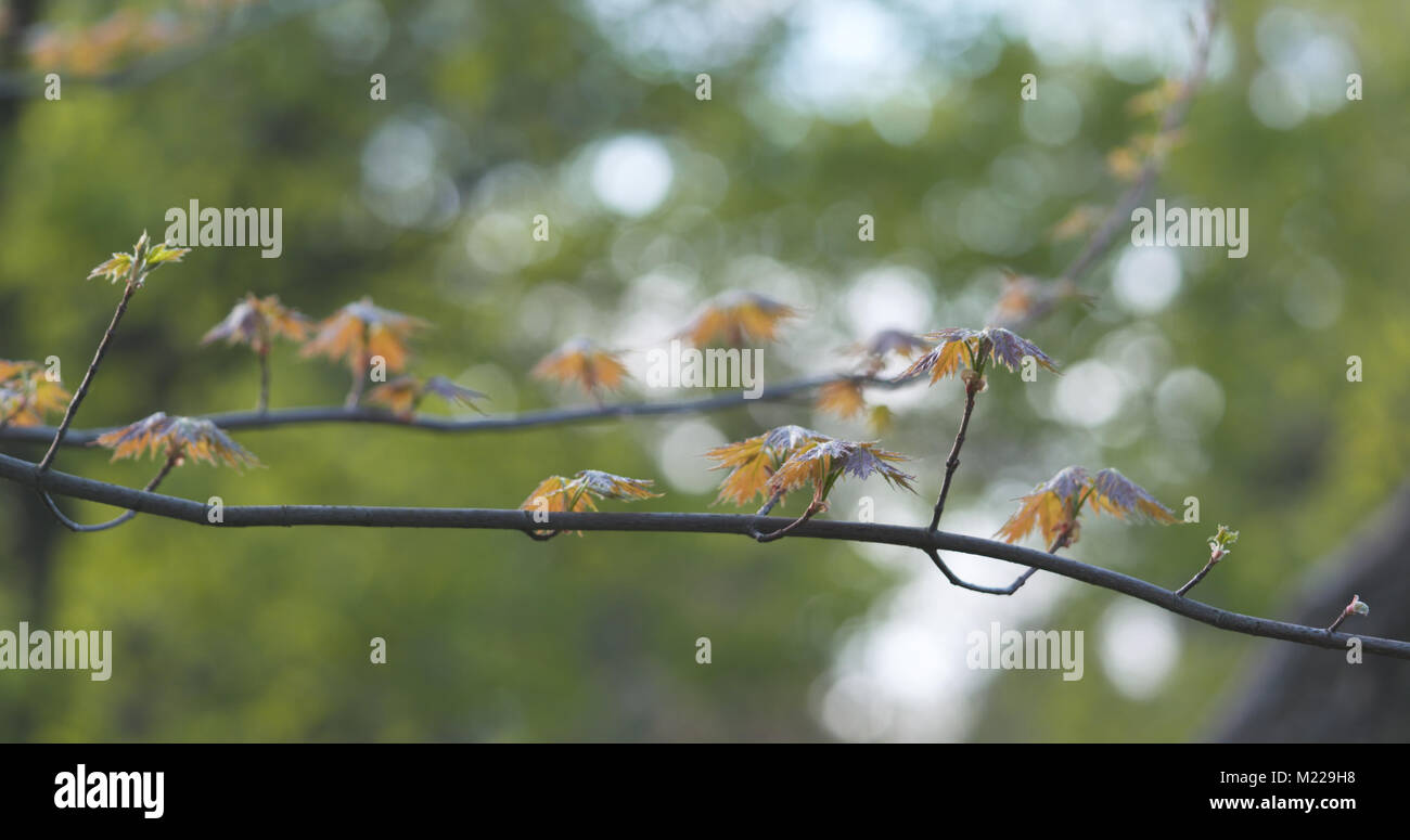 first leaves on maple tree Stock Photo - Alamy