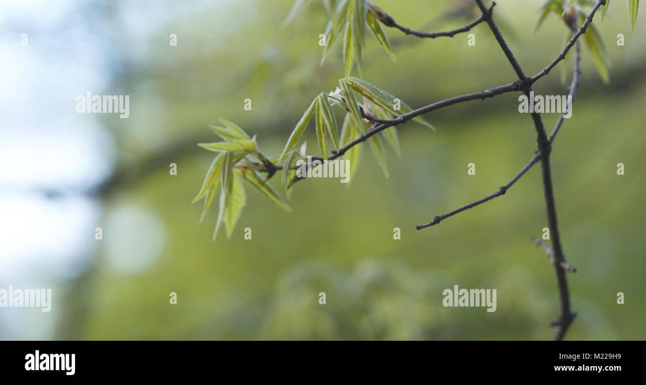 first leaves on acer triflorum maple tree Stock Photo - Alamy