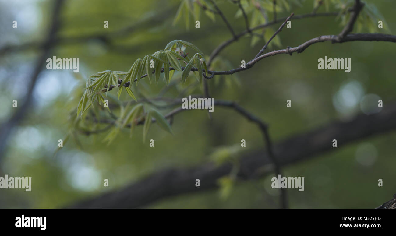 first leaves on acer triflorum maple tree Stock Photo - Alamy