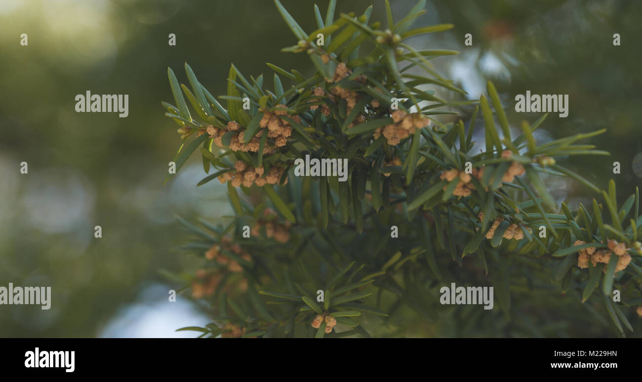 Yew tree branches young hi-res stock photography and images - Alamy