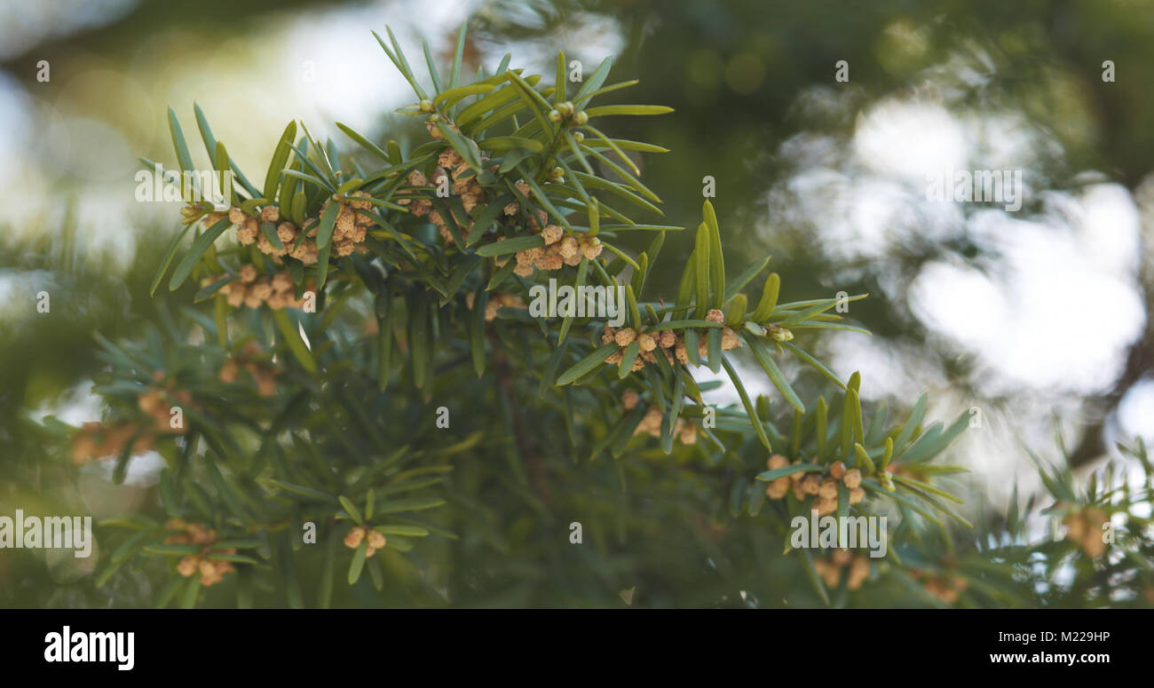 yew branches in spring morning Stock Photo - Alamy