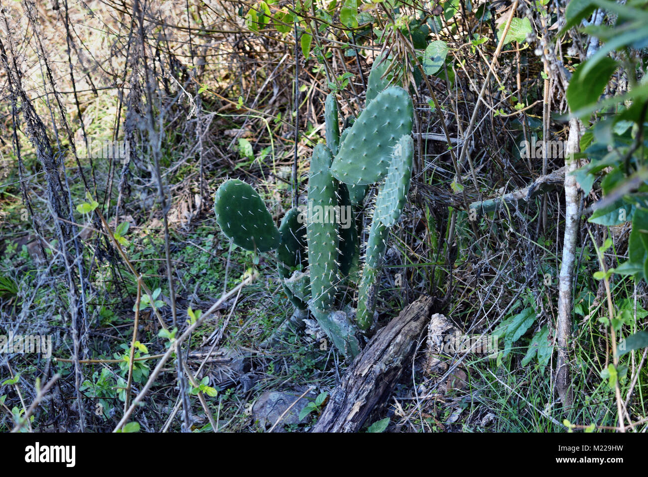 Opuntia sp. cactus plant growing in Bunya National Park, Queenisland ...
