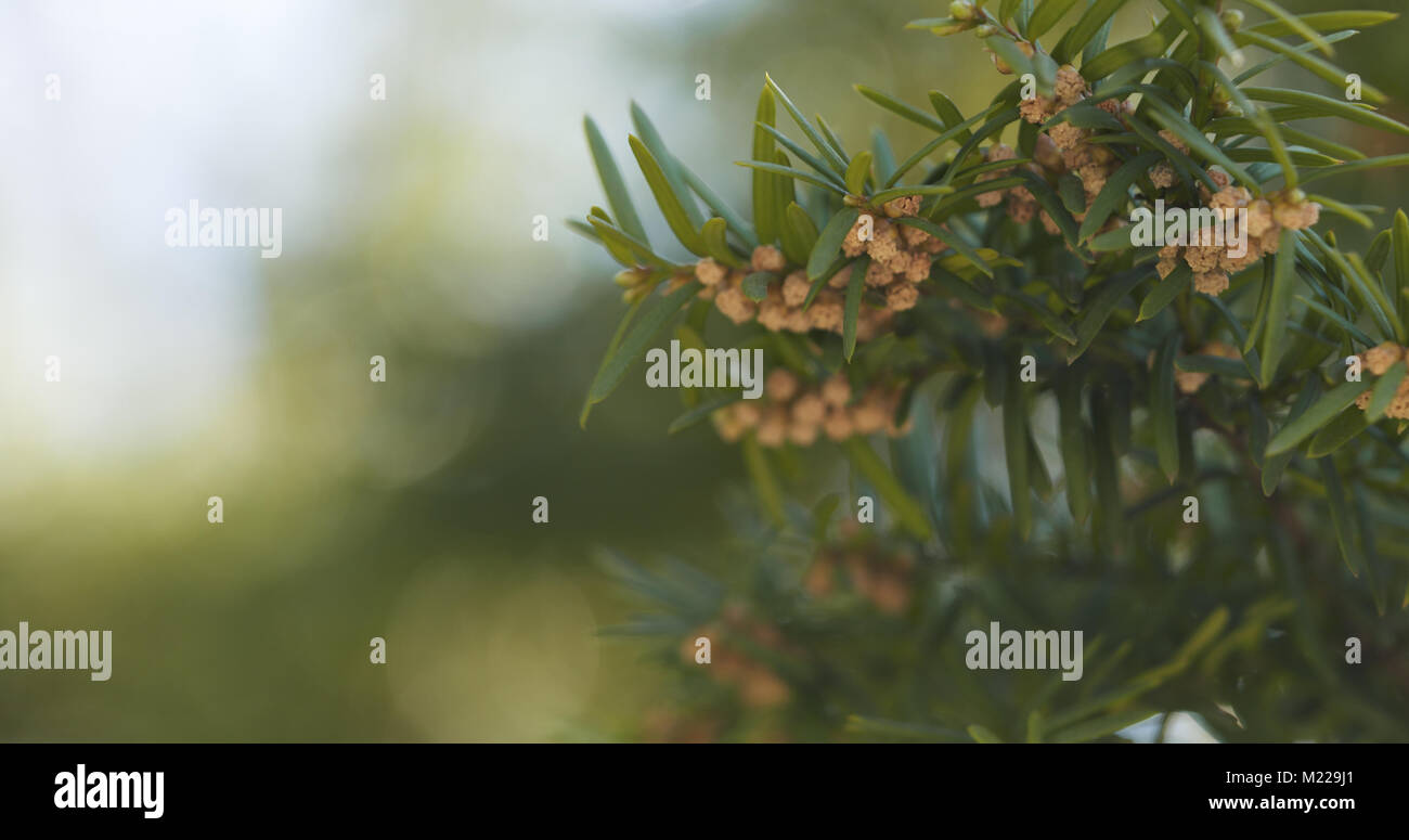 Yew tree branches young hi-res stock photography and images - Alamy