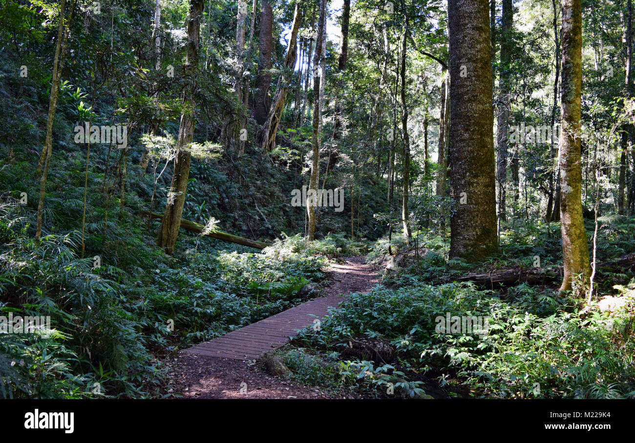 Forest Way in Bunya National Park, Queensland Australia Stock Photo - Alamy