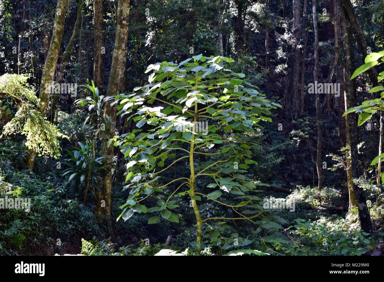 Tree in Bunya National Park, Queensland Australia Stock Photo - Alamy