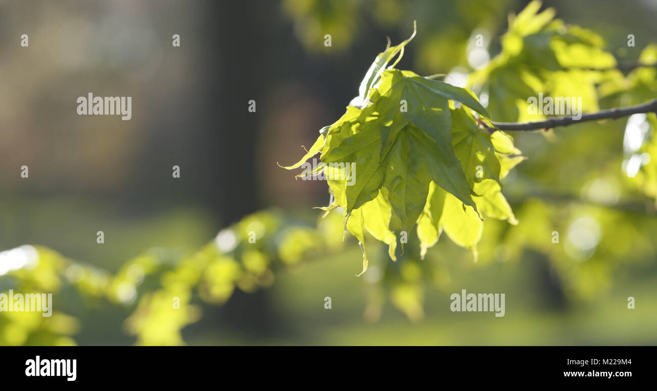 first leaves on maple tree Stock Photo - Alamy