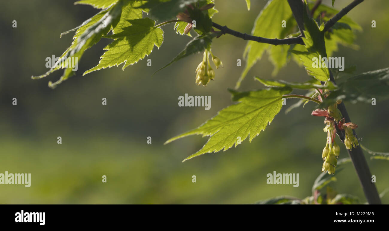 first leaves on maple tree Stock Photo - Alamy