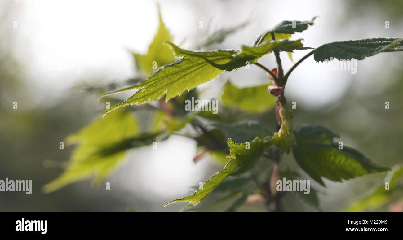 first leaves on maple tree Stock Photo - Alamy