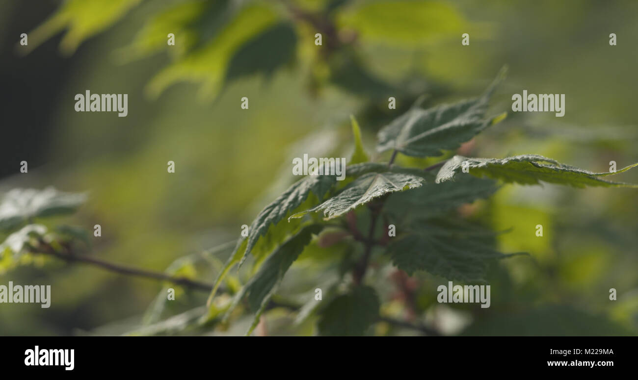First leaves hi-res stock photography and images - Alamy