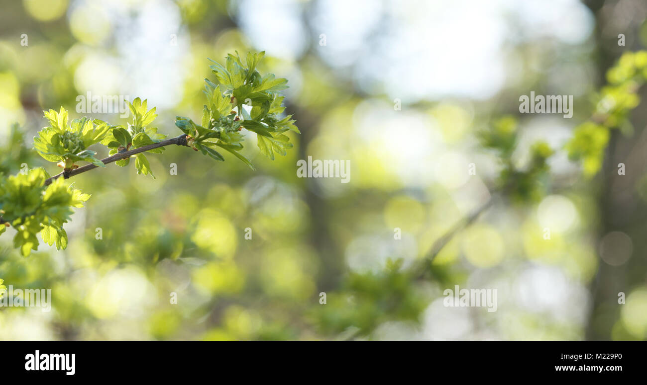 Bright green leaves flutter in hi-res stock photography and images - Alamy