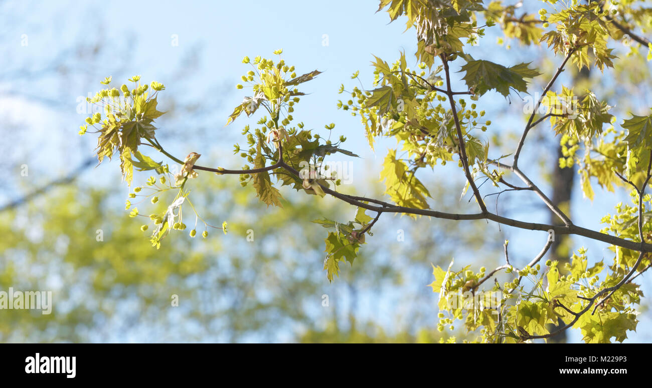 first leaves on maple tree Stock Photo - Alamy