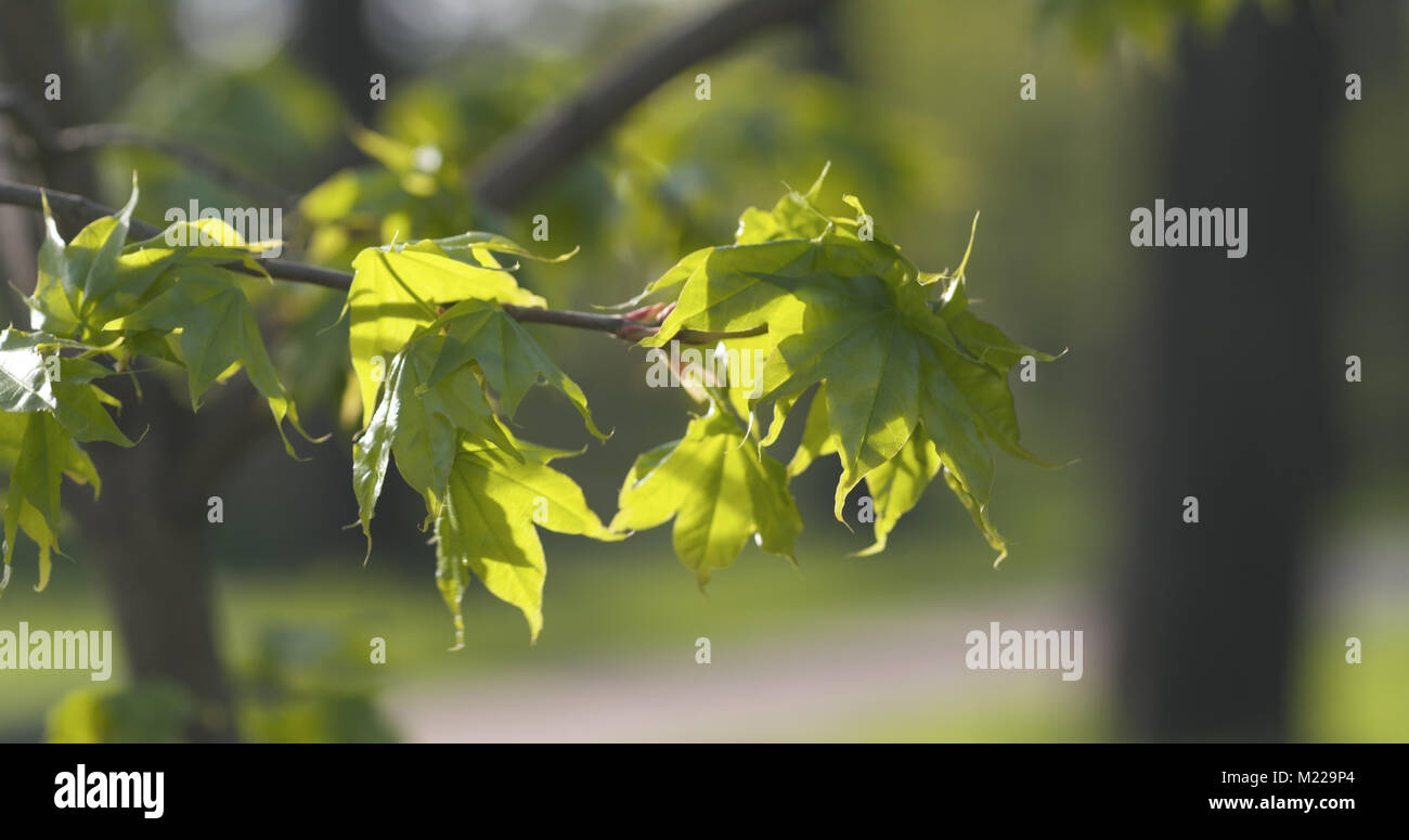 first leaves on maple tree Stock Photo - Alamy