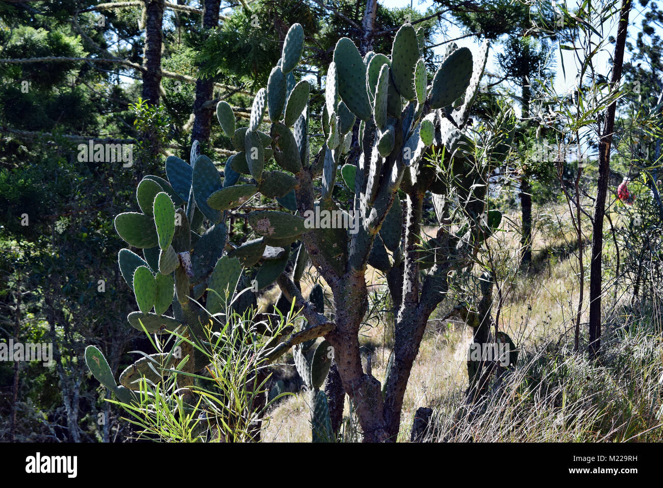 Opuntia sp. cactus plant growing in Bunya National Park, Queenisland ...