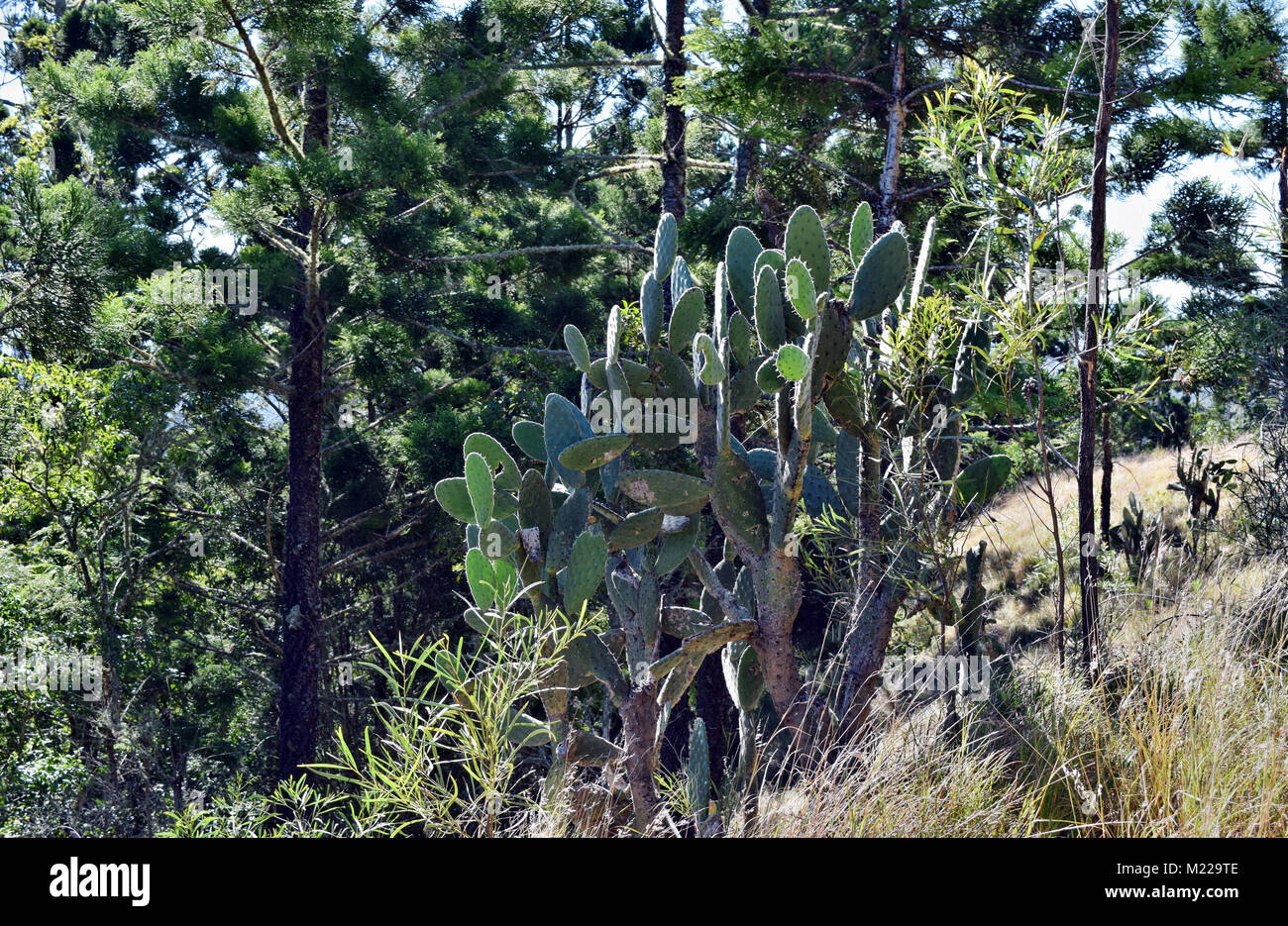 Opuntia sp. cactus plant growing in Bunya National Park, Queenisland ...