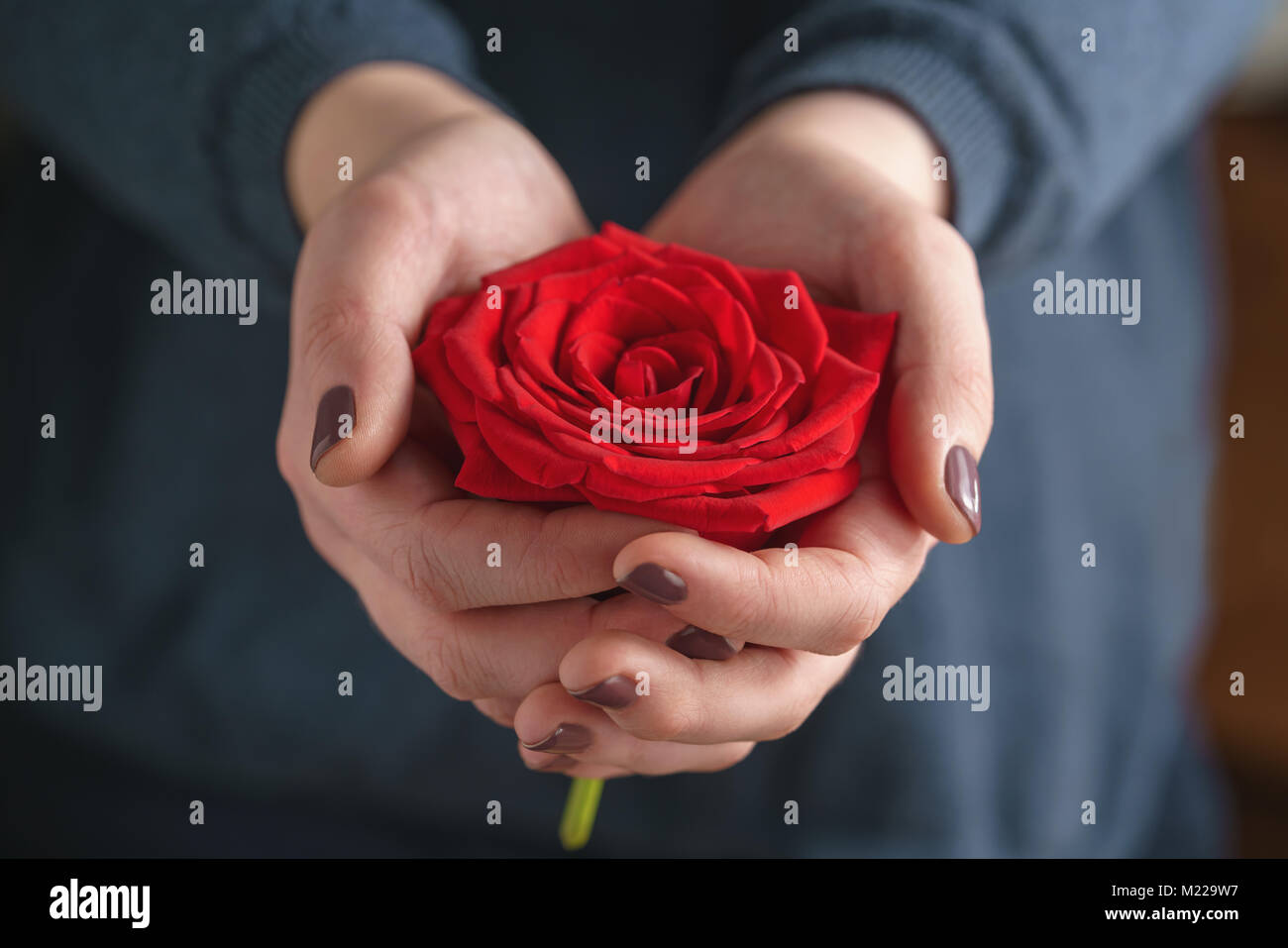 Hands holding rose hi-res stock photography and images - Alamy
