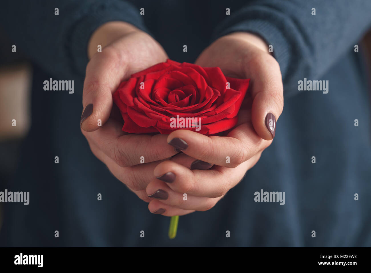 young female hands hold red rose flower closeup Stock Photo - Alamy