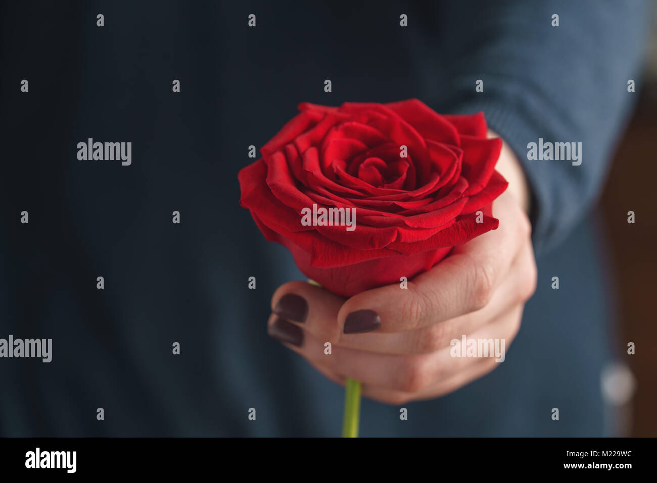 young female hand hold red rose flower closeup Stock Photo - Alamy