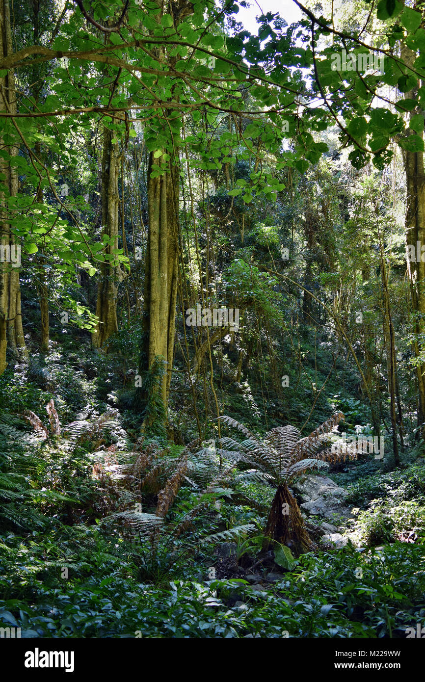 Huge rainforest tree in Bunya National Park, Queensland Australia Stock ...