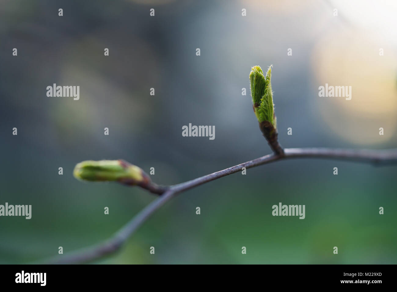 First spring leaves hi-res stock photography and images - Alamy