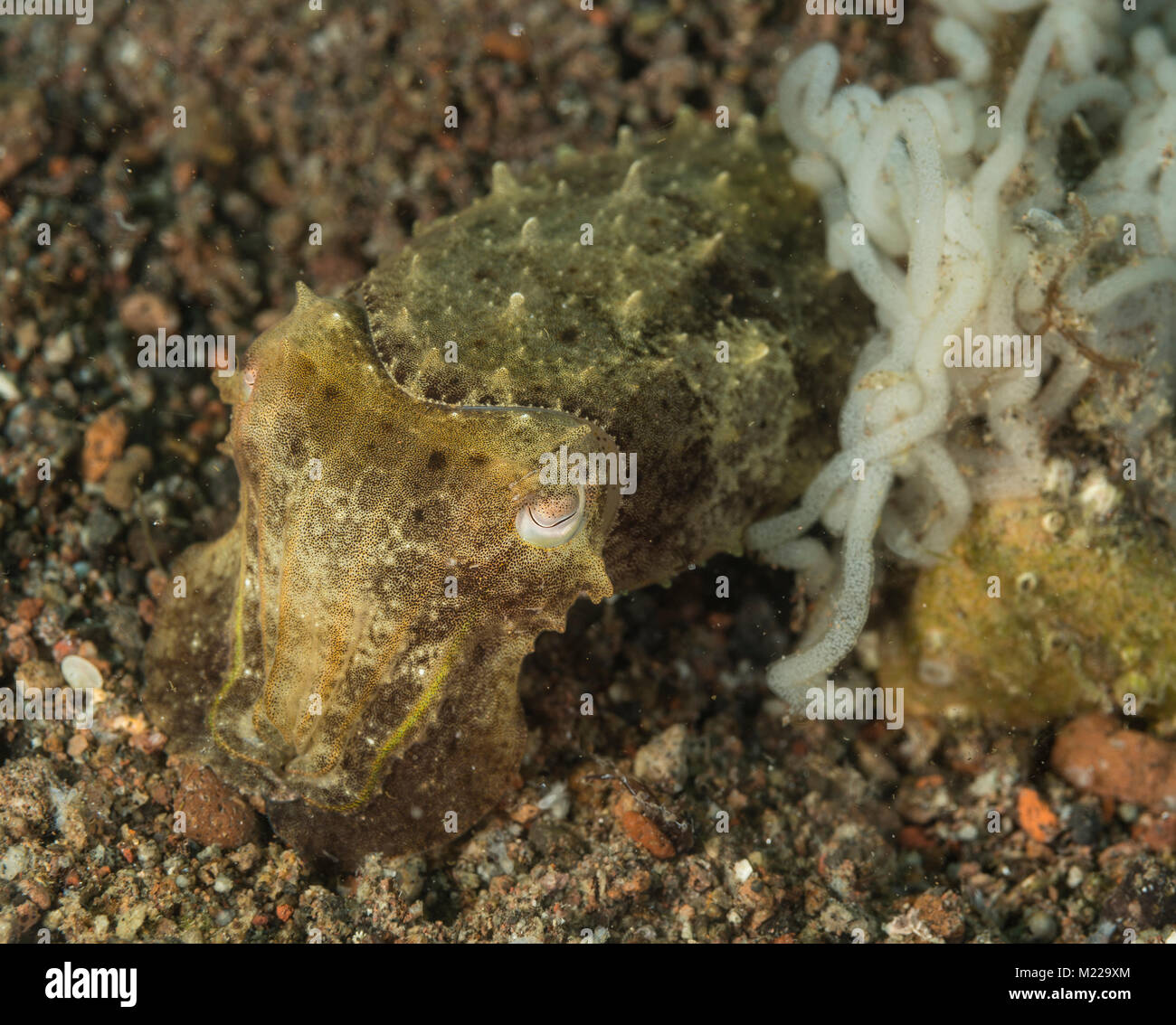 Camouflaged cuttlefish hi-res stock photography and images - Alamy