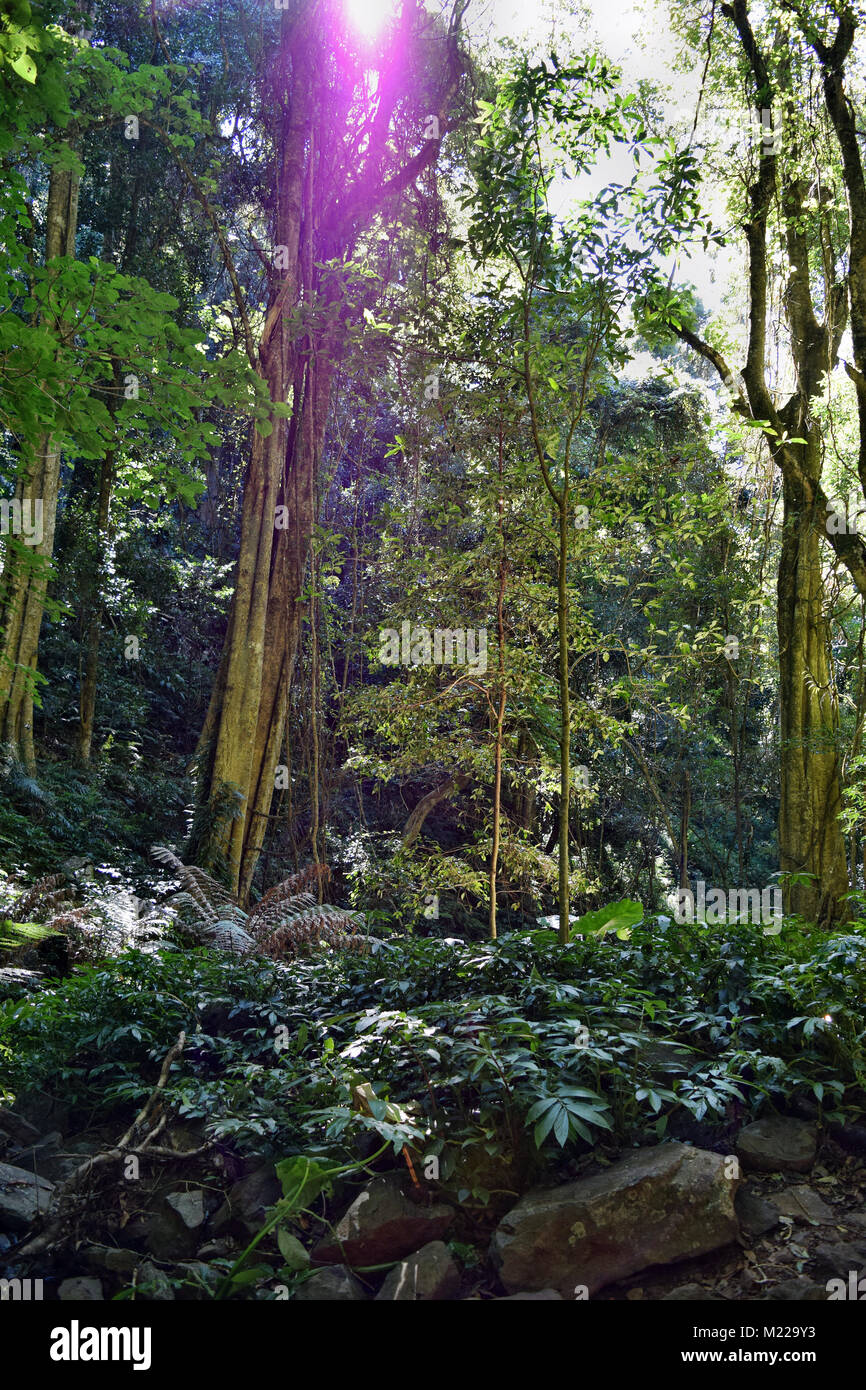 Huge rainforest tree in Bunya National Park, Queensland Australia Stock ...