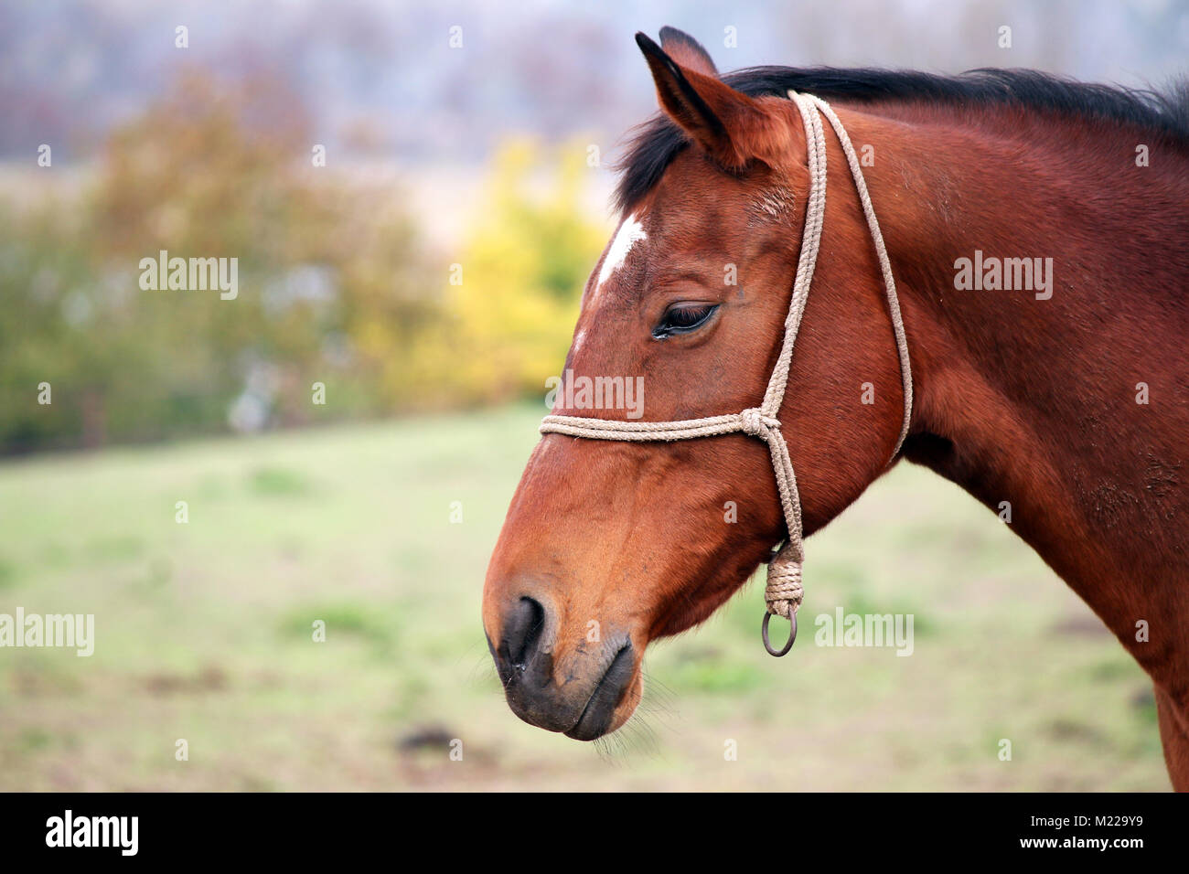 brown horse portrait Stock Photo - Alamy