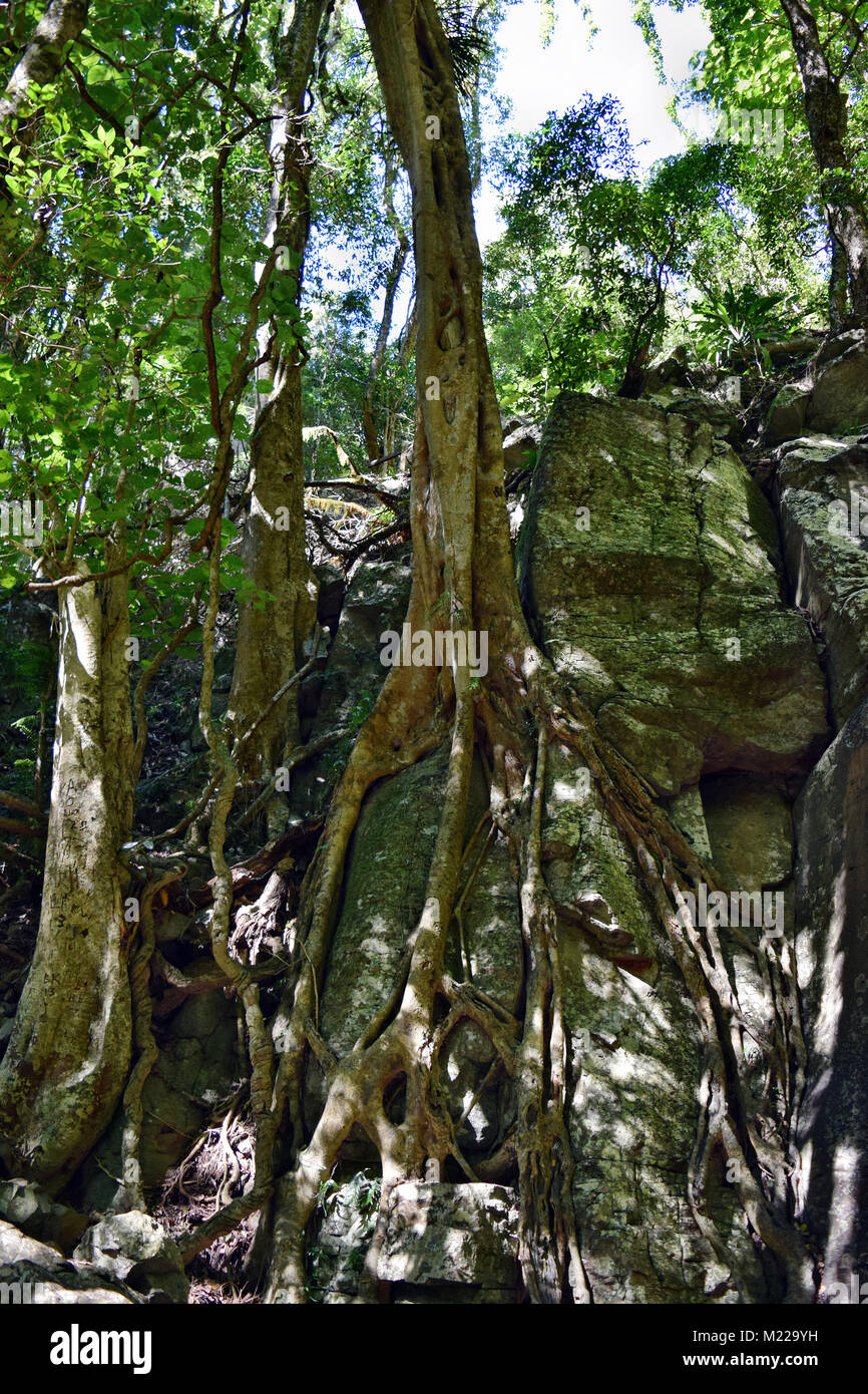 Huge rainforest tree in Bunya National Park, Queensland Australia Stock ...