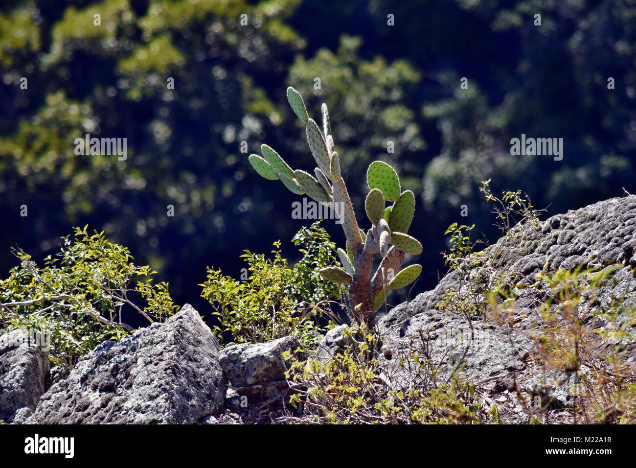 Opuntia sp. cactus plant growing in Bunya National Park, Queenisland ...