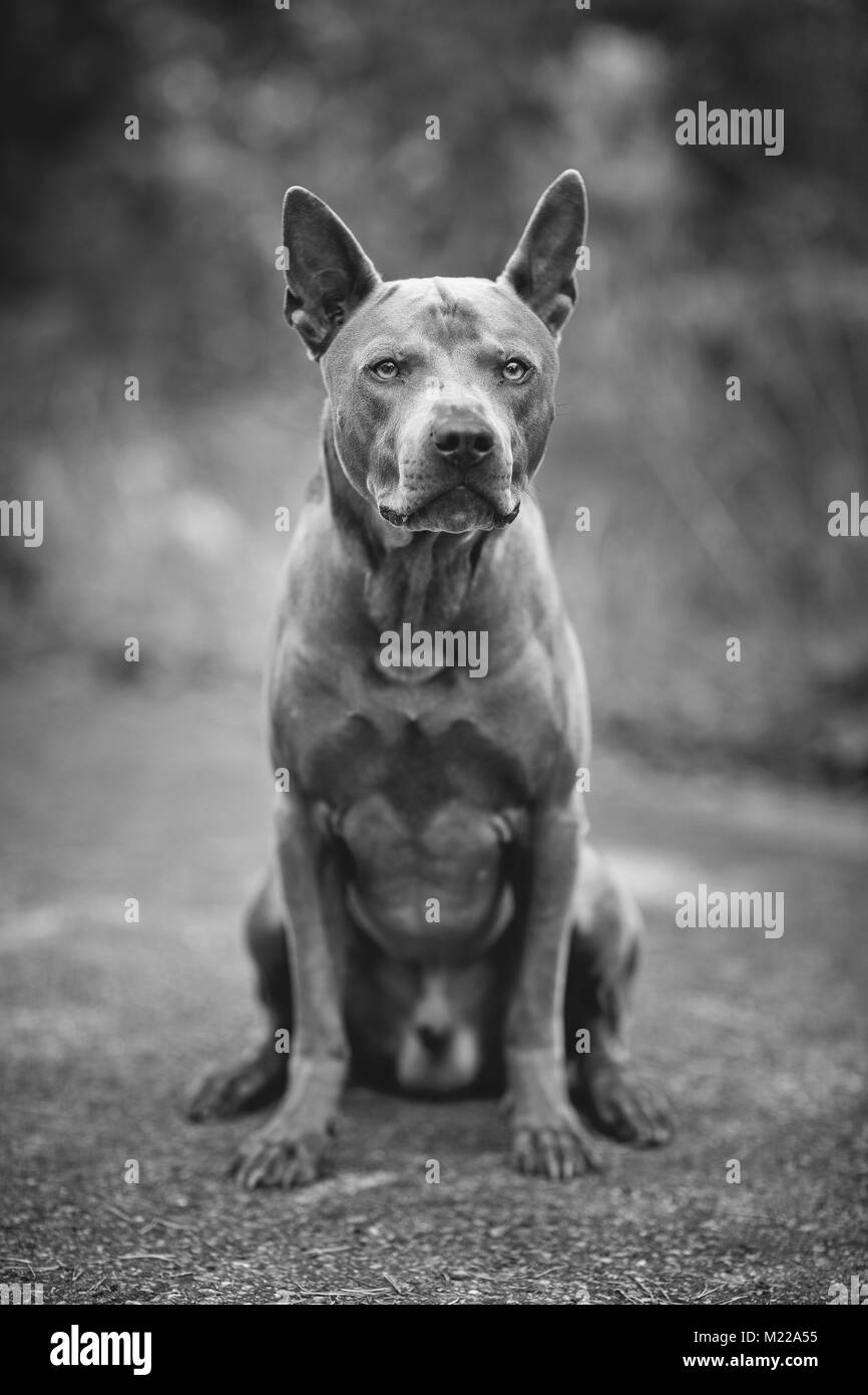 thai ridgeback dog outdoors Stock Photo - Alamy