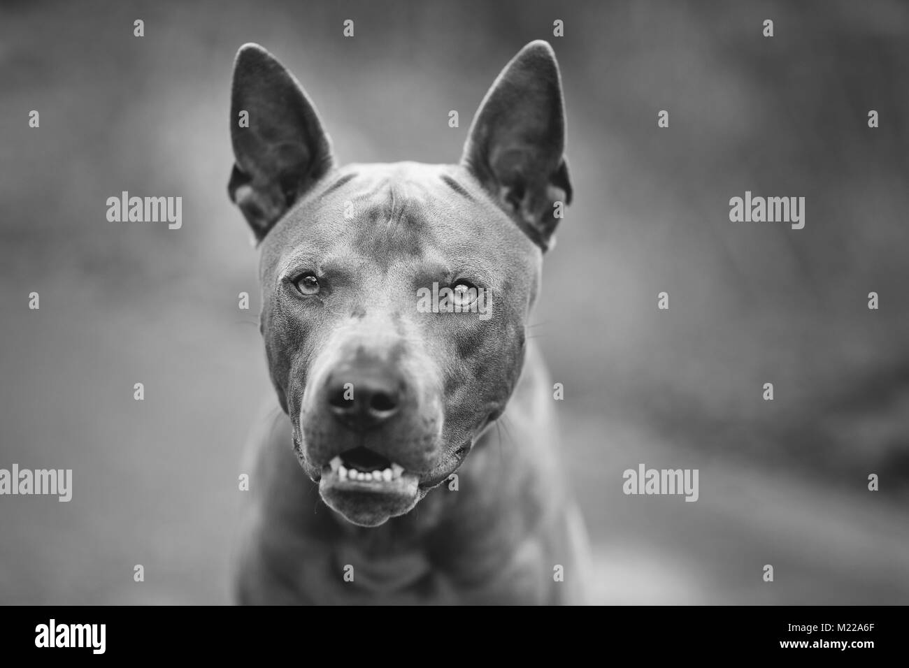 Does The Thai Ridgeback Attack Intruders