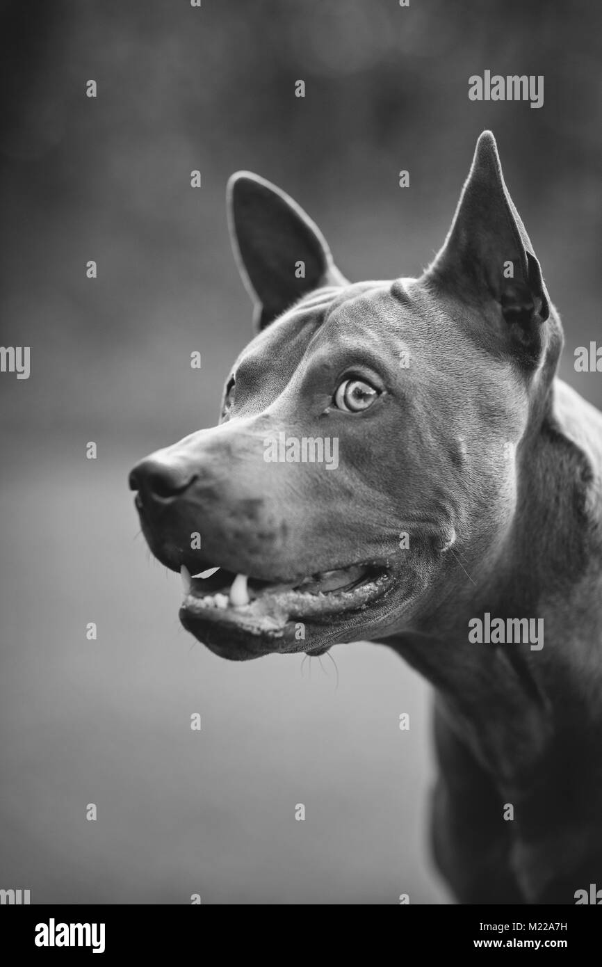 Smart park dog Black and White Stock Photos & Images - Alamy