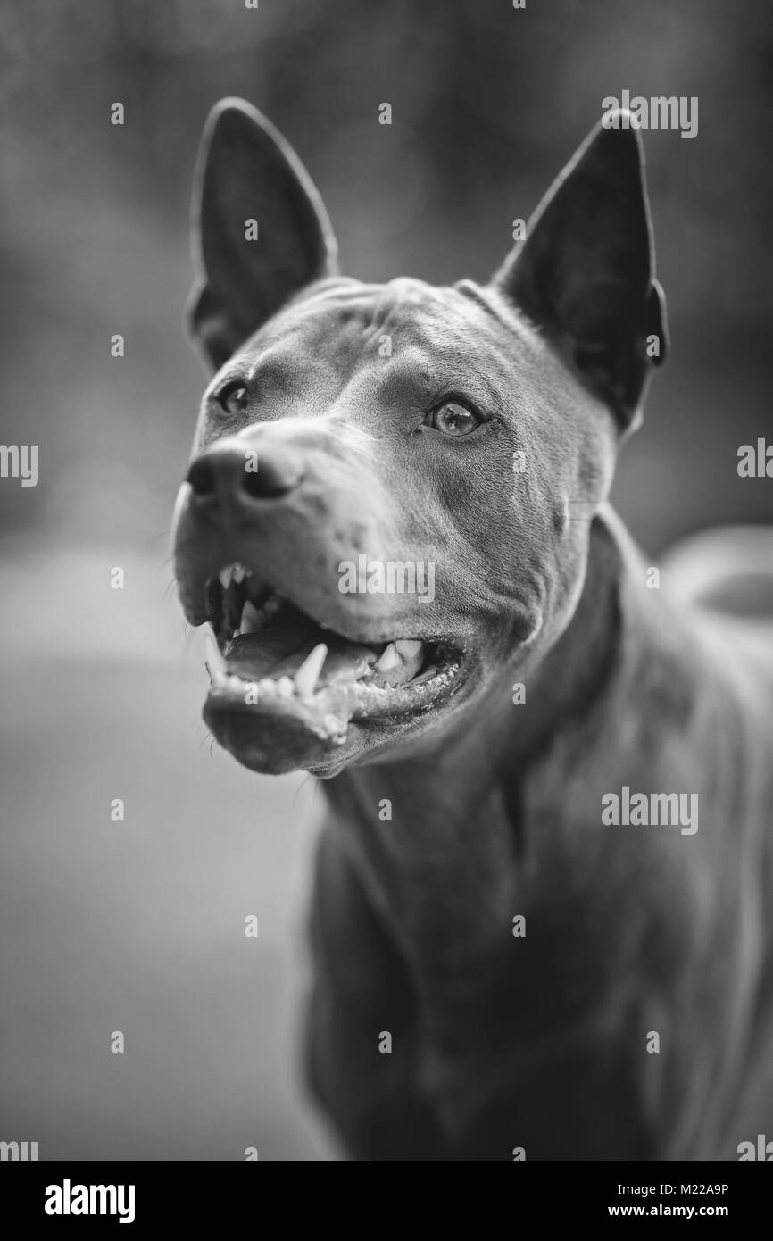 thai ridgeback dog outdoors Stock Photo - Alamy