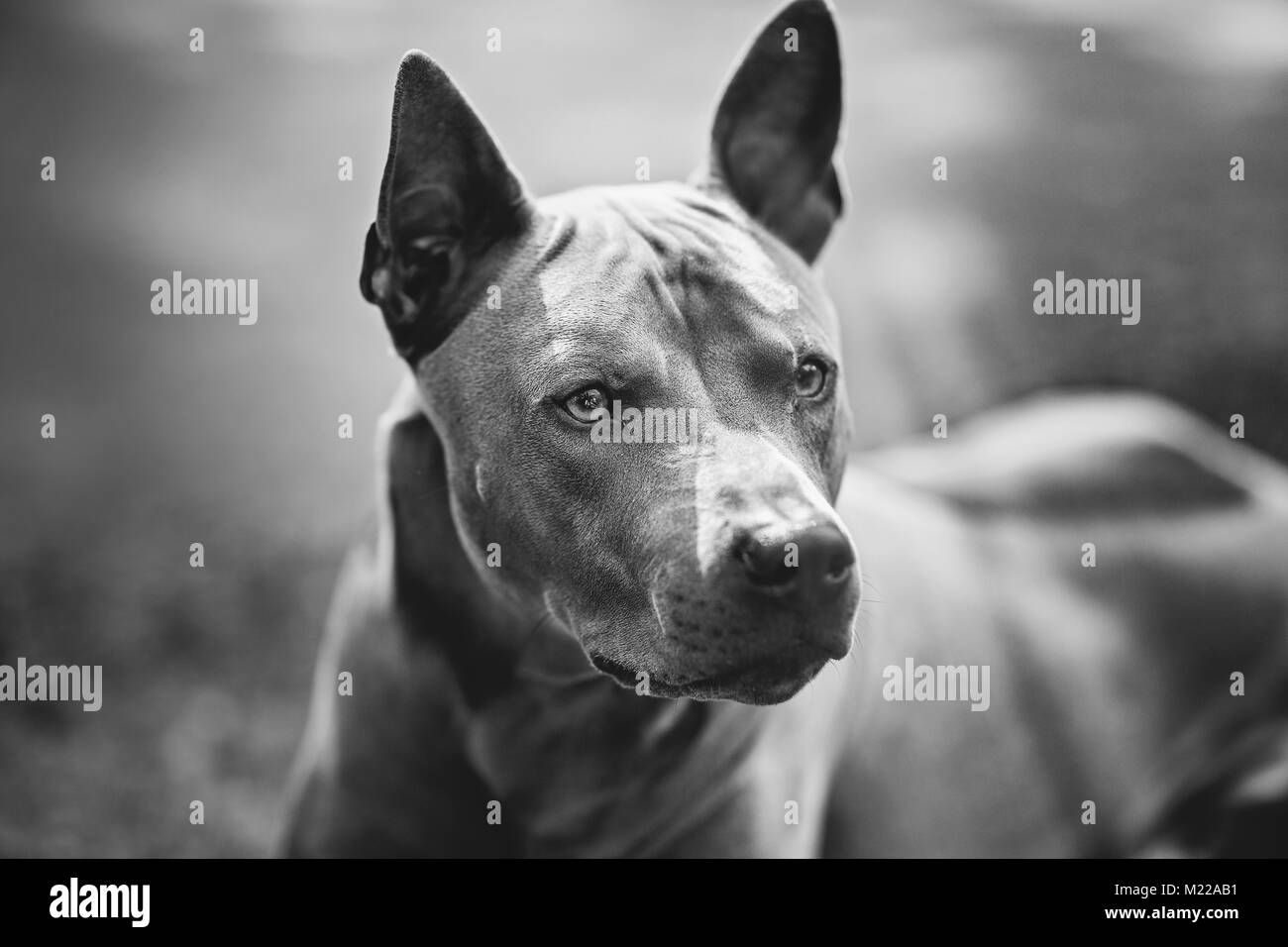thai ridgeback dog outdoors Stock Photo - Alamy