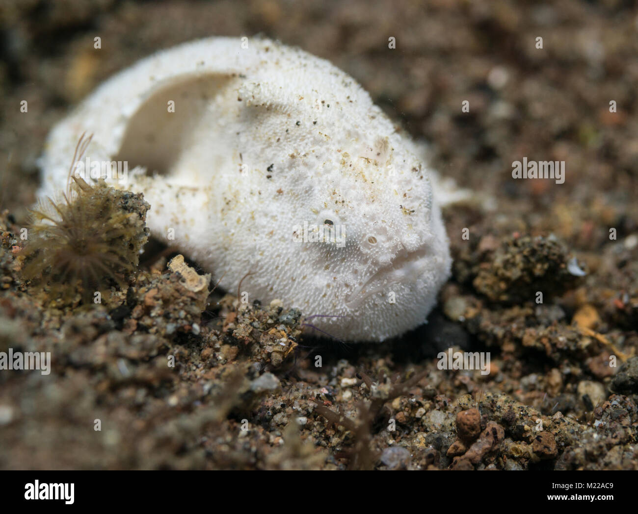 Juvenile hairy frogfish hi-res stock photography and images - Alamy