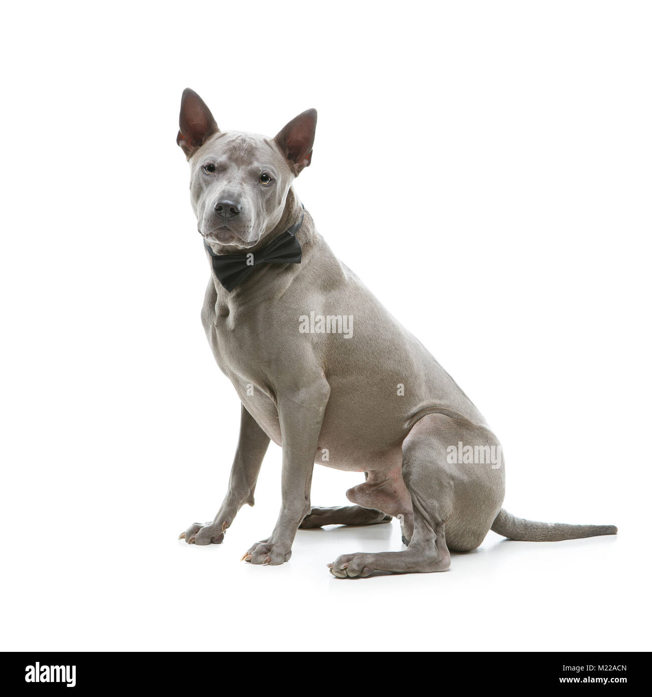 beautiful thai ridgeback dog in bow tie Stock Photo - Alamy