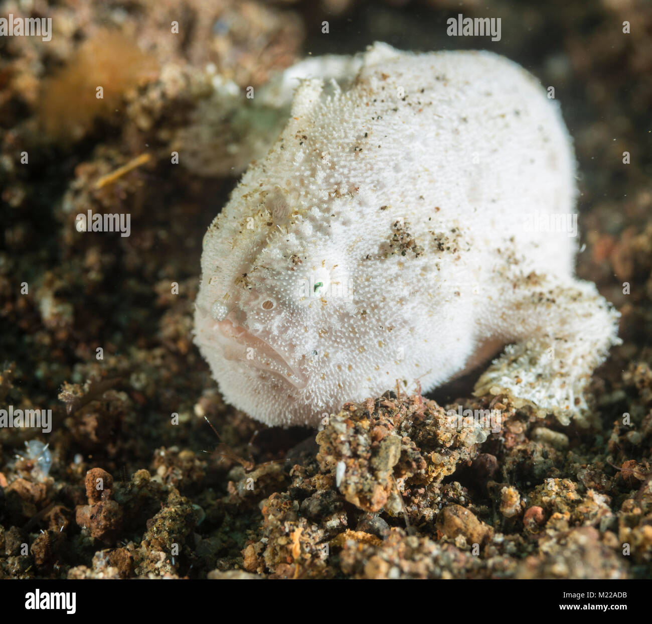 Juvenile hairy frogfish hi-res stock photography and images - Alamy