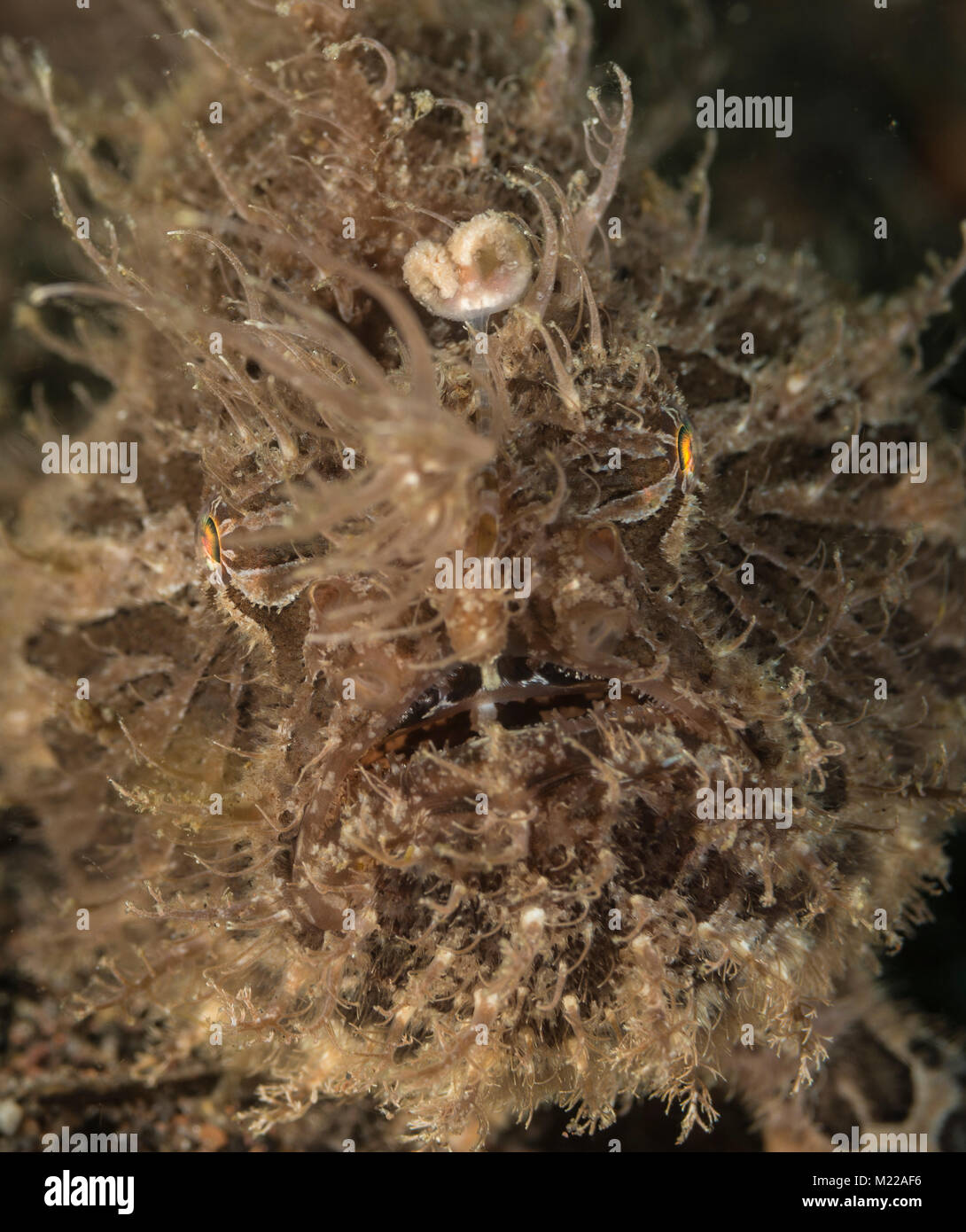 Hairy Striated Frogfish Antennarius Striatus High Resolution Stock ...