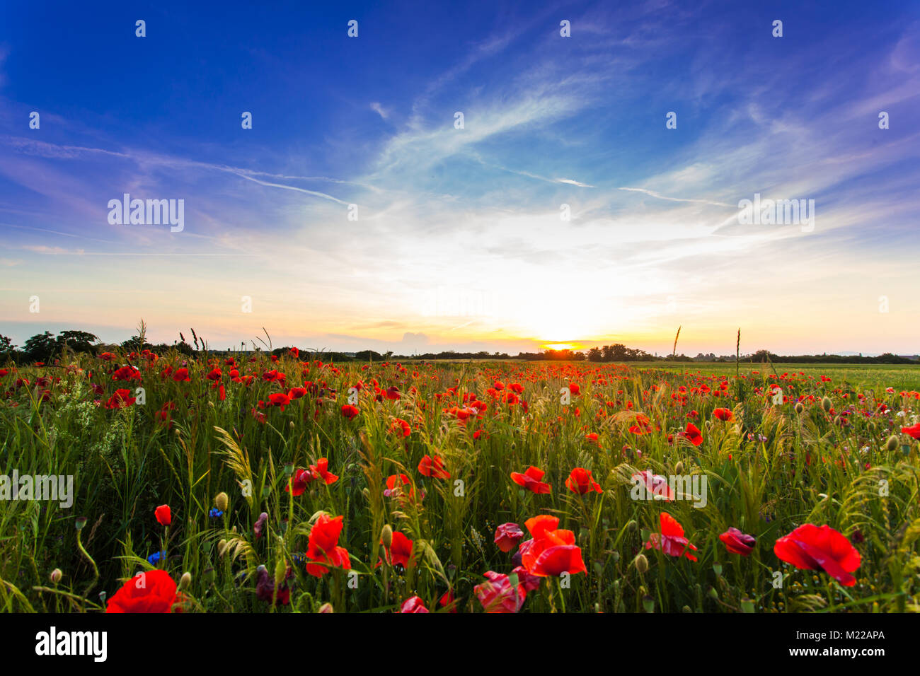 Poppy fields on sunset Stock Photo - Alamy