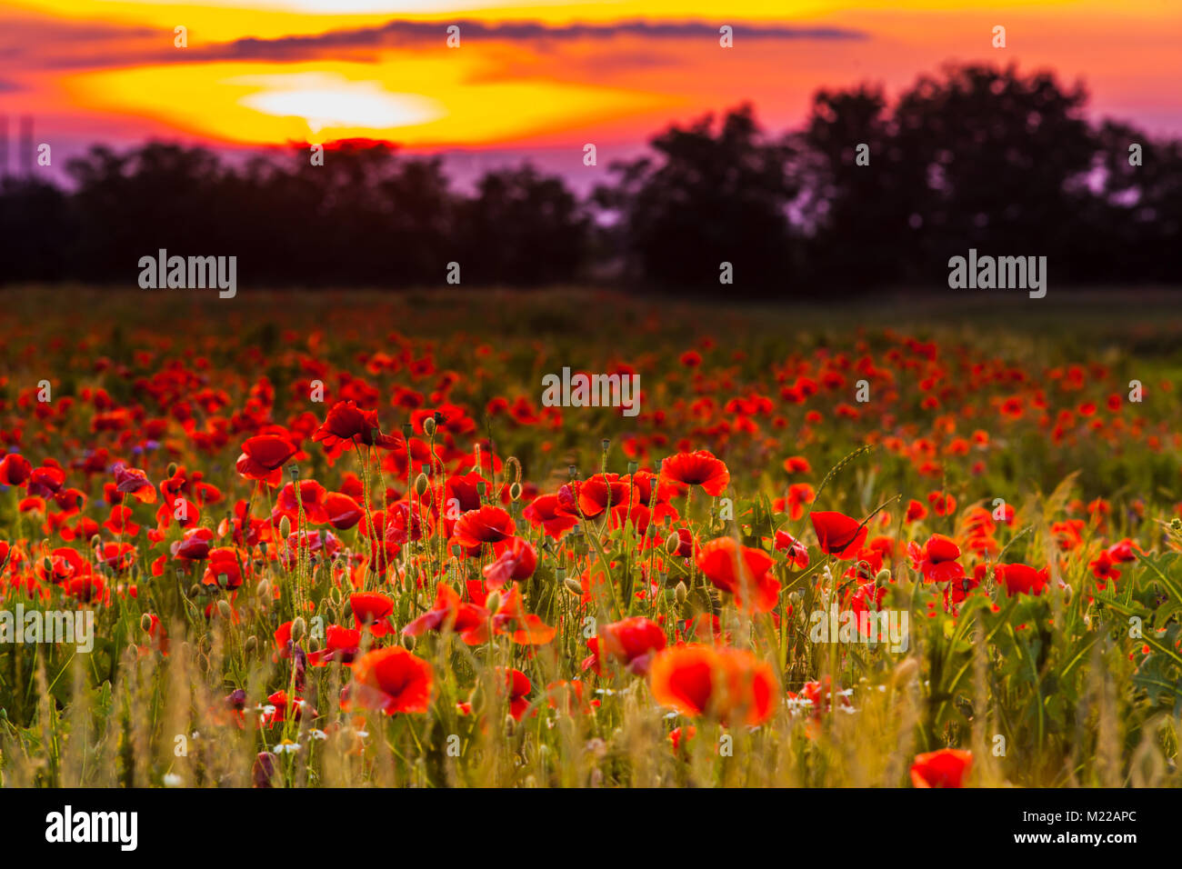 Poppy fields on sunset Stock Photo - Alamy