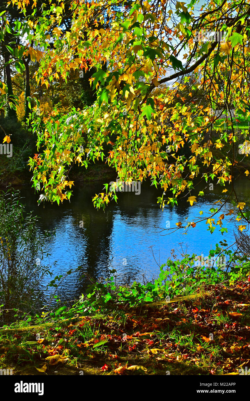 The Autumn sunlight shining through a riverside tree in Cardiff ...