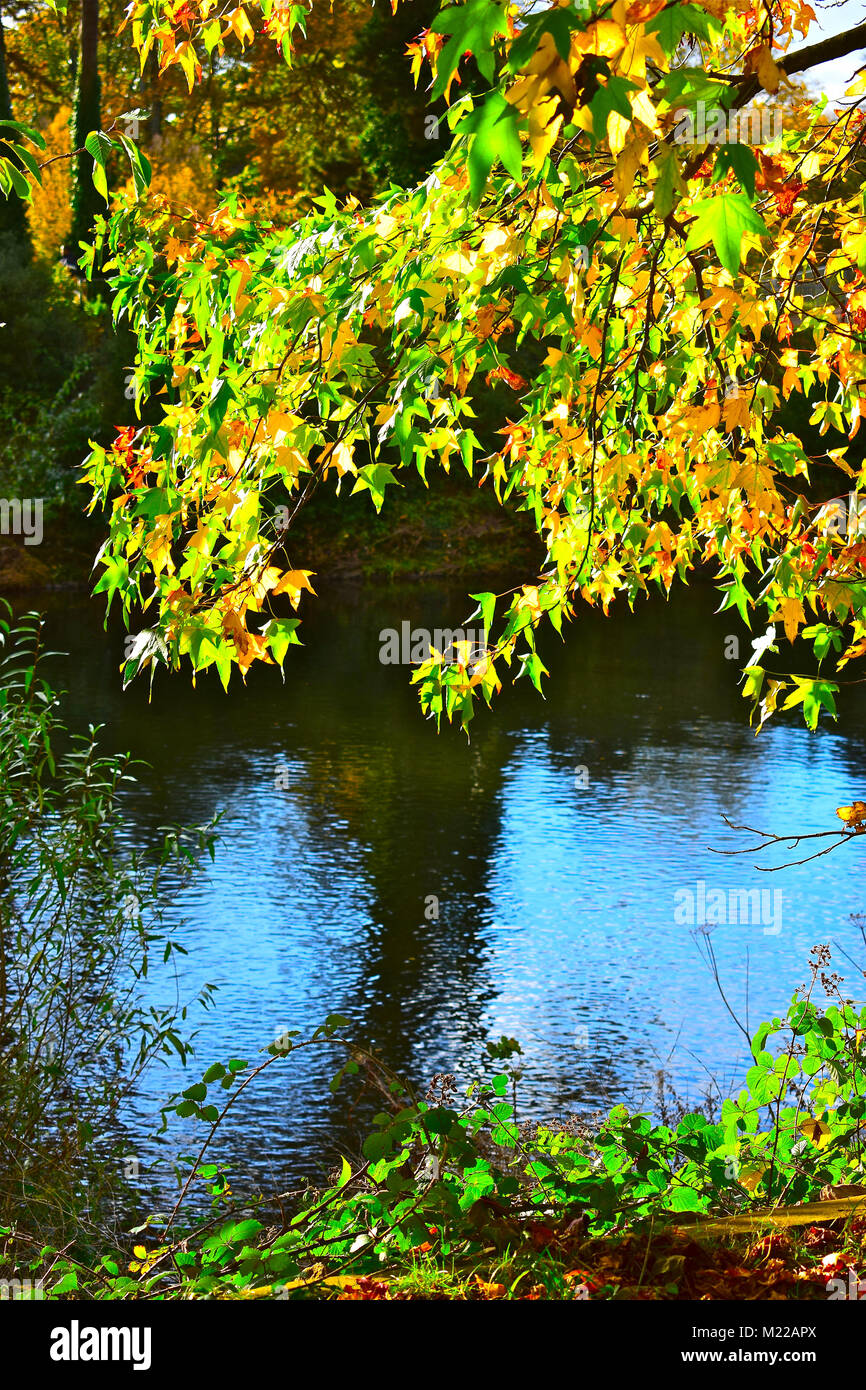 The Autumn sunlight shining through a riverside tree in Cardiff ...