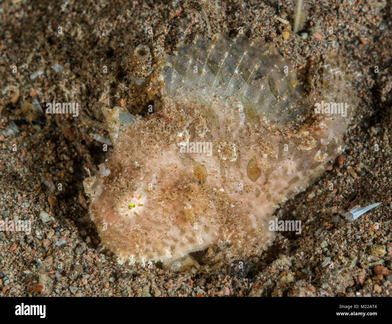 Hairy frog hi-res stock photography and images - Alamy
