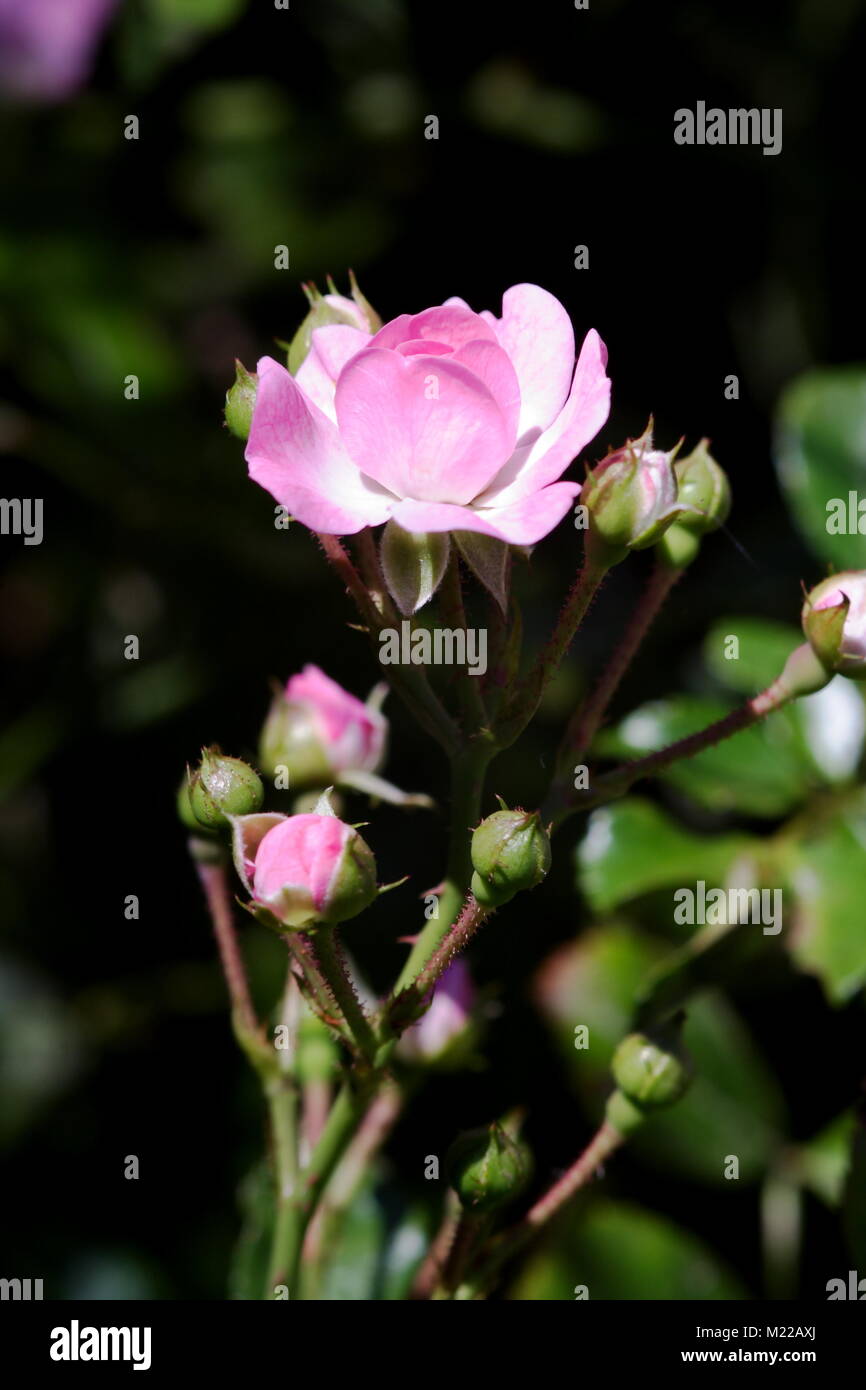 Miniture rose hi-res stock photography and images - Alamy