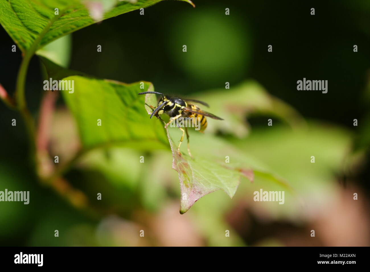 European Wasp, Vespula vulgaris Stock Photo - Alamy