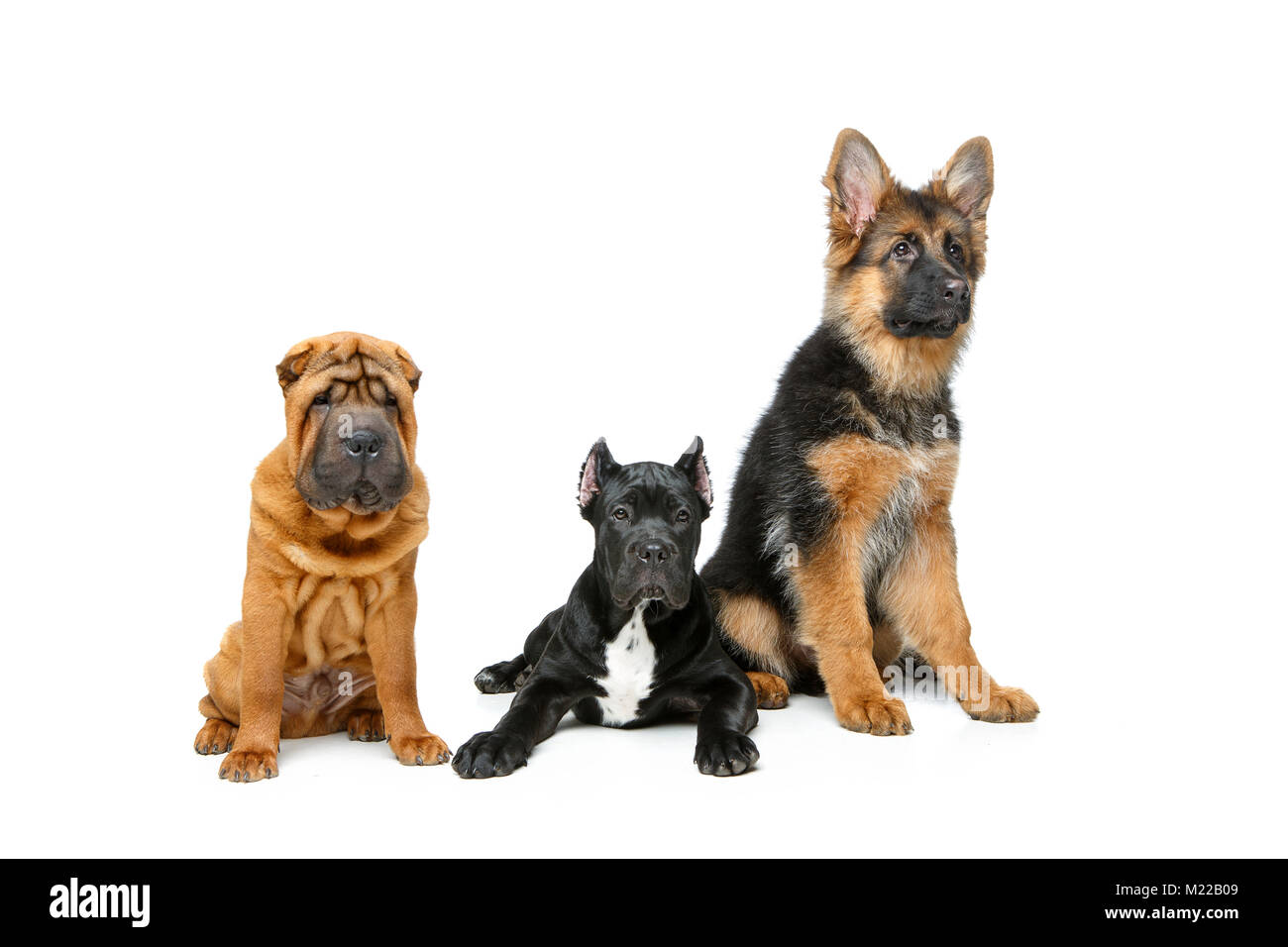 beautiful three puppy dogs Stock Photo - Alamy