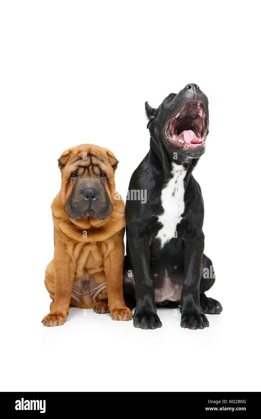beautiful two puppy dogs Stock Photo - Alamy