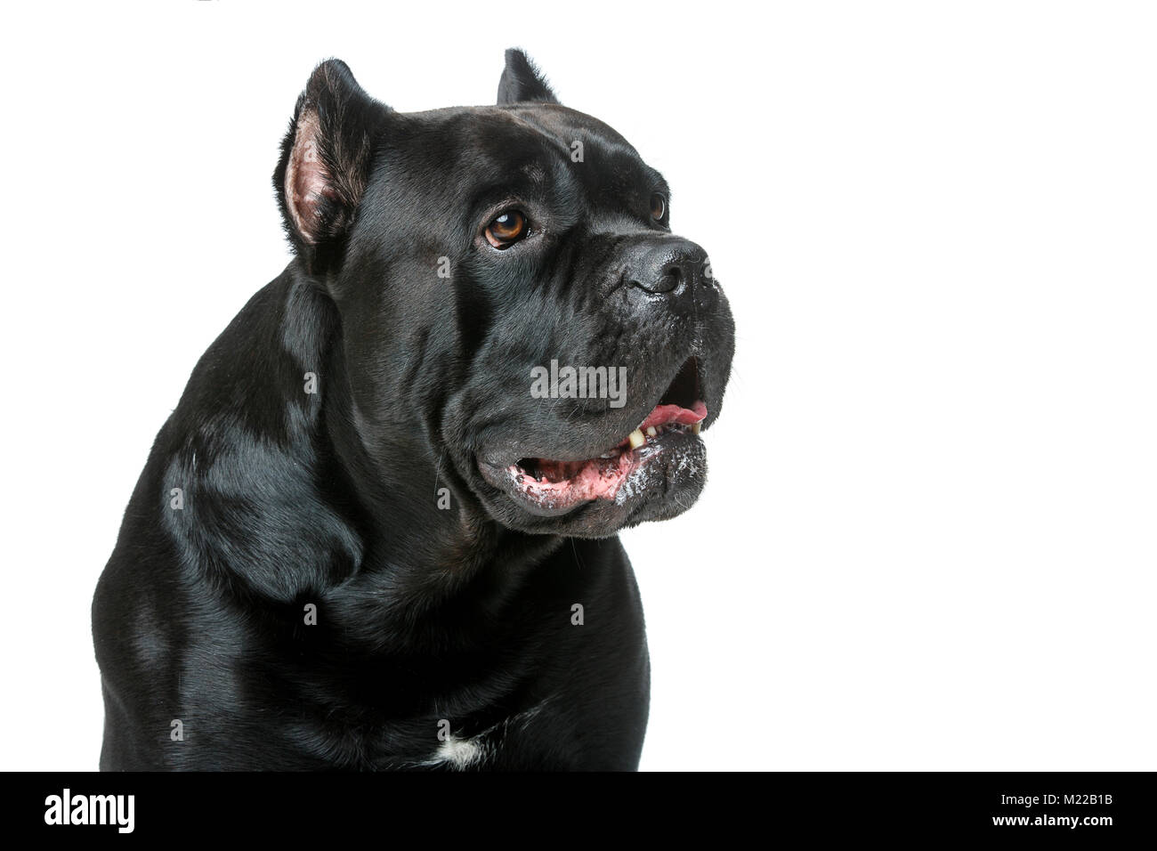 beautiful cane corso dog Stock Photo - Alamy